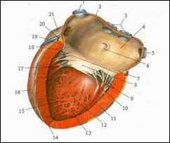 Anatomi Fungsional Jantung