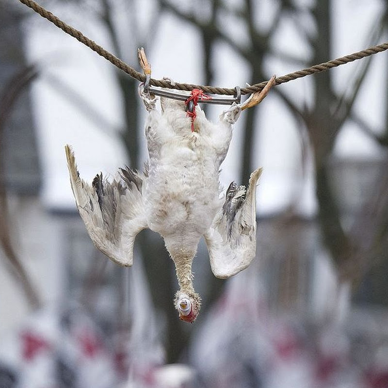 The Bizarre Sport of Goose Pulling | Amusing Planet