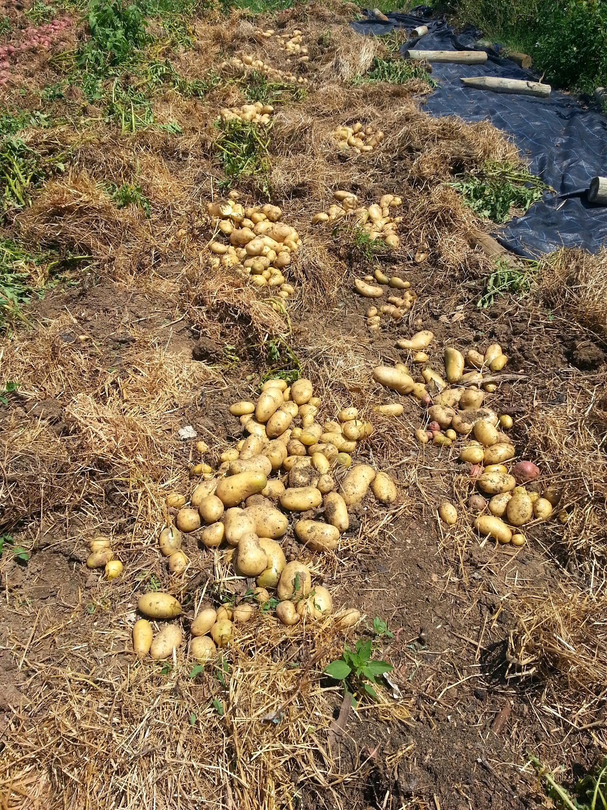 Jardineria Natural. Un Jardí per Menjar-se'l.: LA COLLITA DE PATATES EN ...