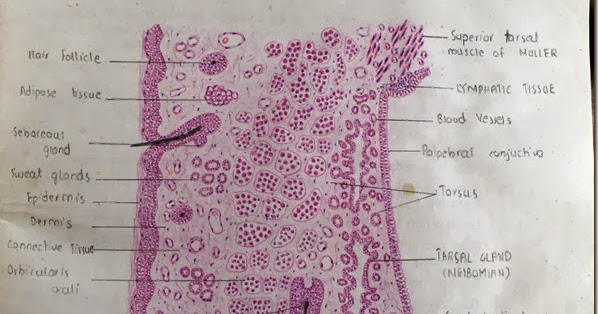 Histology Slides Database: Eyelid high resolution histology diagram