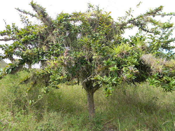 totumo - ayale | Project Noah