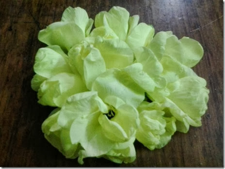 Rich haul of Mantharai flowers today