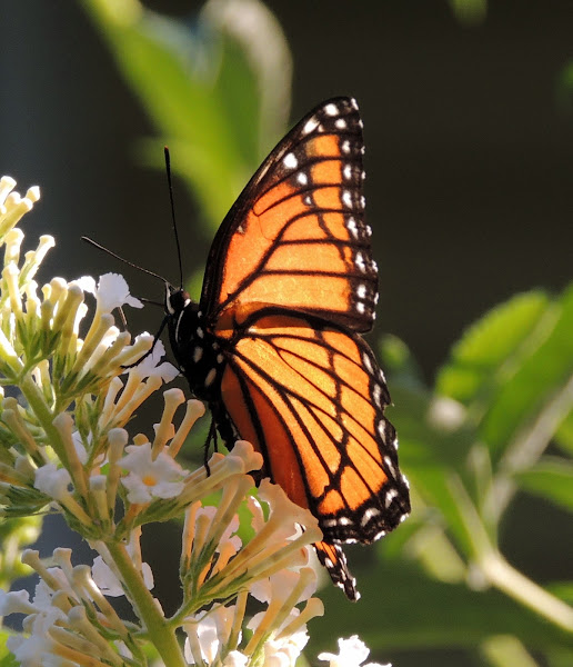 Viceroy Butterfly | Project Noah