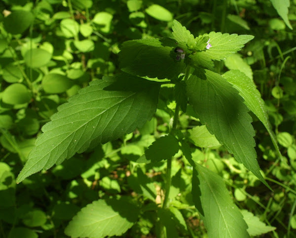 Common Hemp-nettle | Project Noah