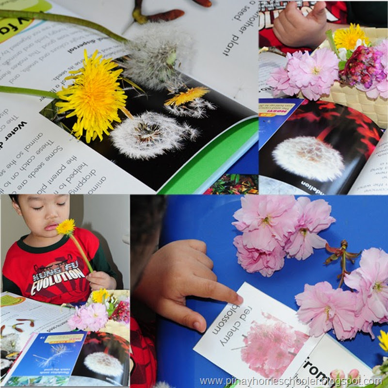 Flowers in Spring (Part Two) | The Pinay Homeschooler