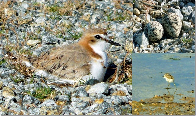 Nature of Lincoln Cove