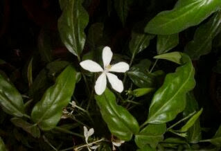 Education: Bin kohomba