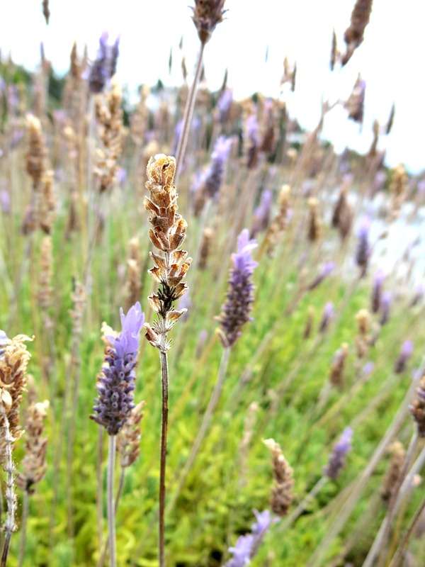 My J Babies: Family Holiday In Perth: Cape Lavender