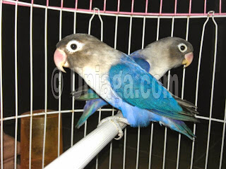 Burung Lovebird - Uniaga Aviary™