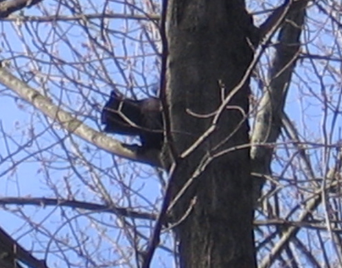 Black Squirrel | Project Noah