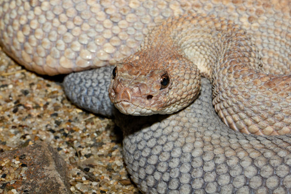 Aruba Rattlesnake | Project Noah
