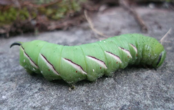 Northern Apple Sphinx Moth | Project Noah