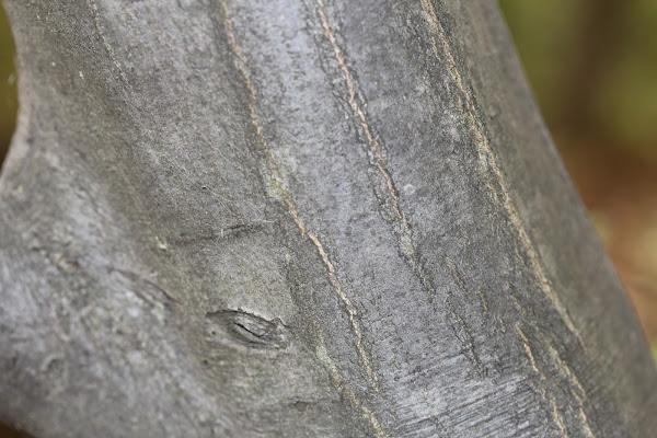 Musclewood | Project Noah