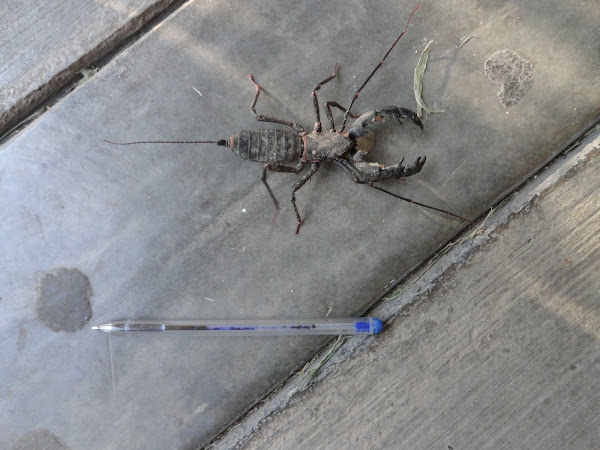 Vinagrillo | Project Noah