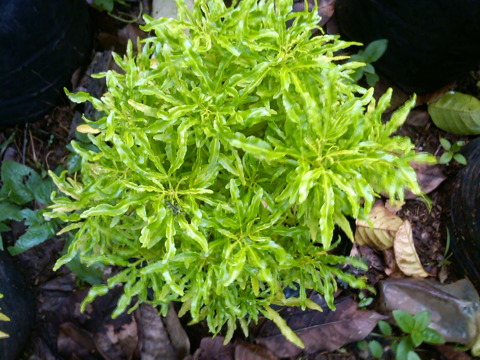 JUAL POHON BROKOLI KUNING BIBIT BROKOLI