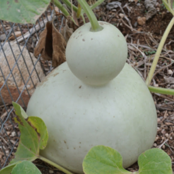 Mayo Bilobal Gourd | Project Noah