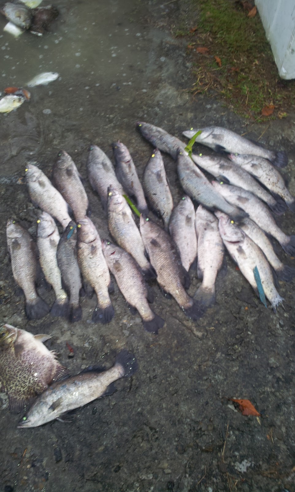 BARIRA (IKAN PARANG): February 2013