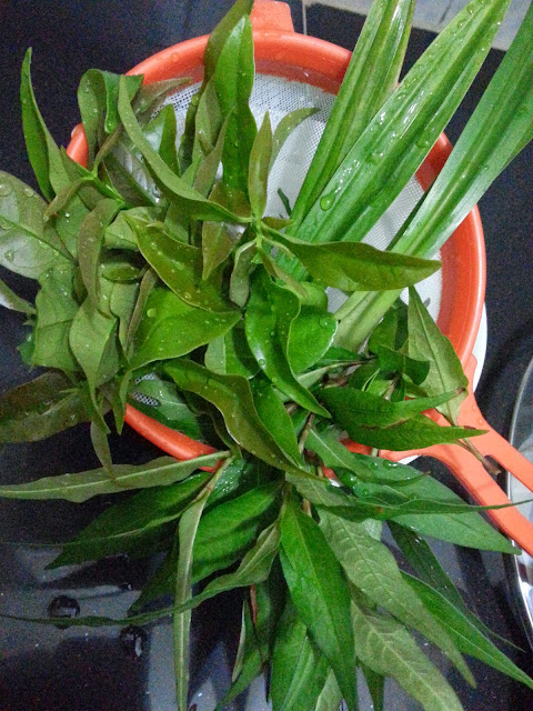 citerku: Daun Serai Kayu