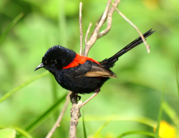 Red-backed Fairy Wren | Project Noah