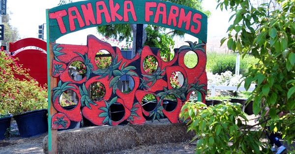 uTry.it: Visiting Tanaka Farms and a Strawberry Tour