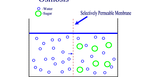 ExamplesOf.net: Example of Osmosis