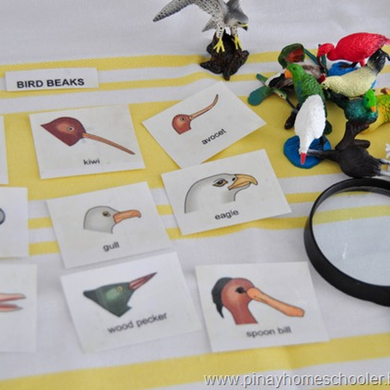 Bird Study Part II | The Pinay Homeschooler