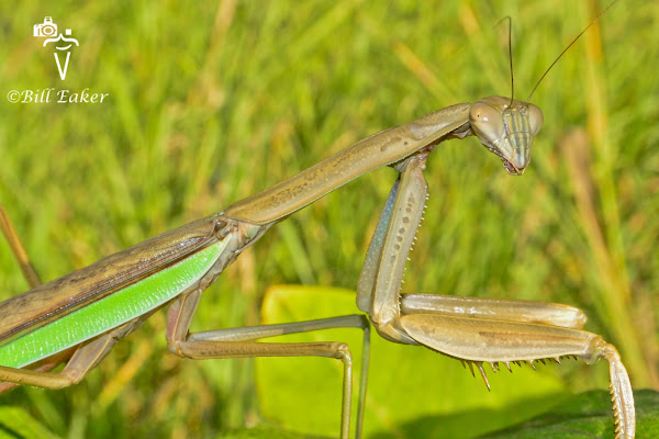 Chinese Mantis | Project Noah