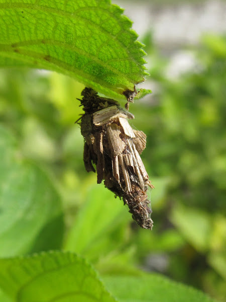 Bagworm Moth caterpillar | Project Noah