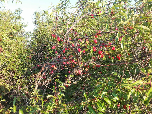 The Vogele Homestead: Picking Sand Plums
