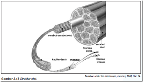 Bagian Bagian Pada Otot - Pengertian