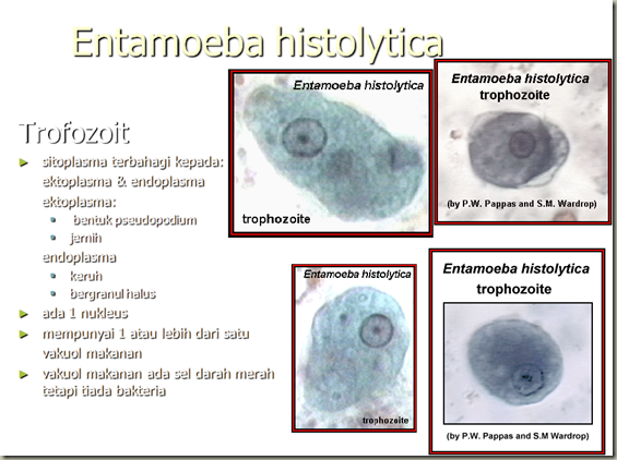 KOLEKSI TUGASAN: PARASITOLOGI-ENTAMOEBA HISTOLYTICA-ENTAMOEBA COLI ...
