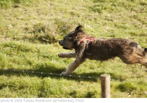 What to Do if Your Dog Gets Loose | doggymontessori