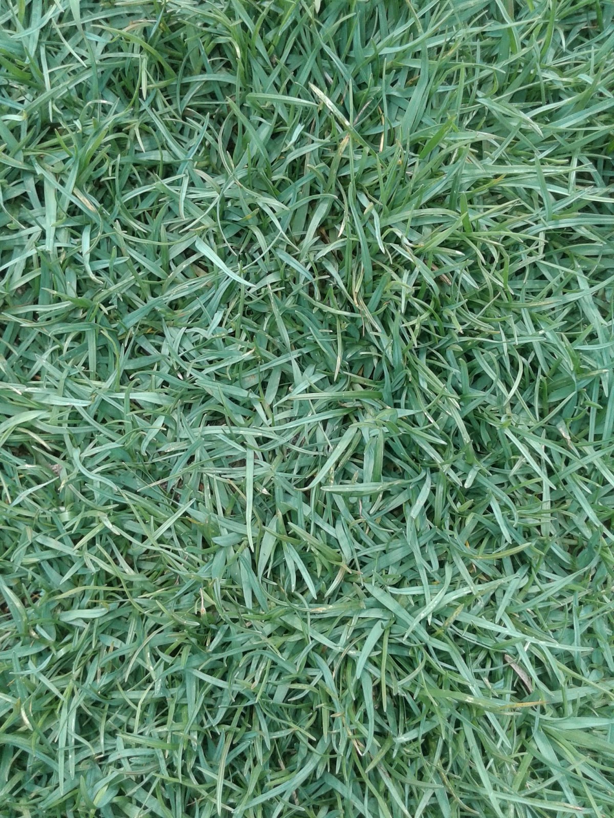 Jual Rumput Swiss | Rumput Jepang | Rumput Gajah Mini | Rumput Golf