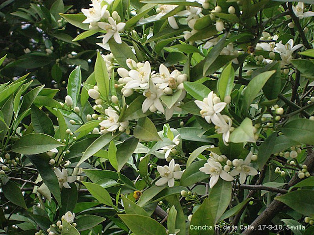 Luis Cernuda y el azahar: Luna llena en Semana Santa – Trianarts