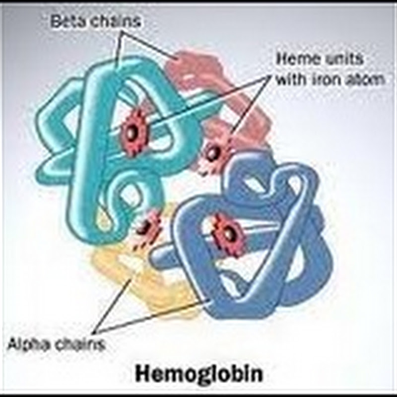 Struktur dan Manfaat Hemoglobin (Hb)