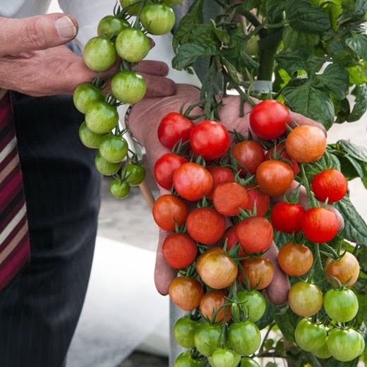 Alizul: TOMTATO: THE PLANT THAT GROWS BOTH TOMATOES AND POTATOES