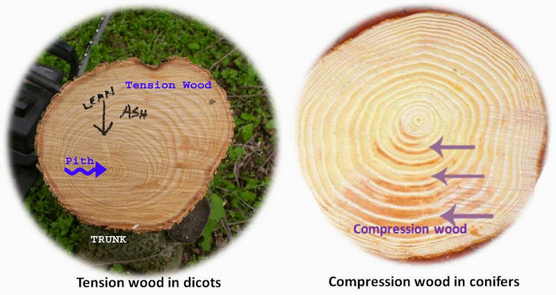 Difference between Compression Wood and Tension Wood - MD