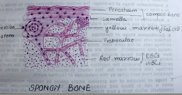 Histology Slides Database: spongy bone high resolution histology diagram