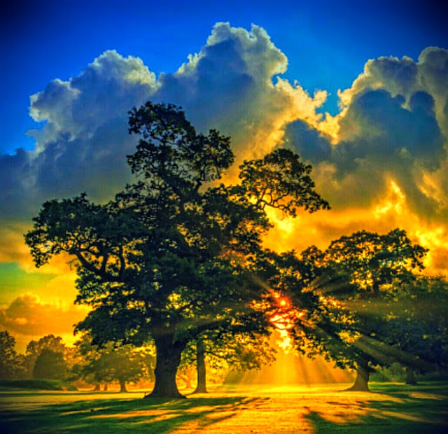 Nature's Masterpieces: Sunrise behind a tree