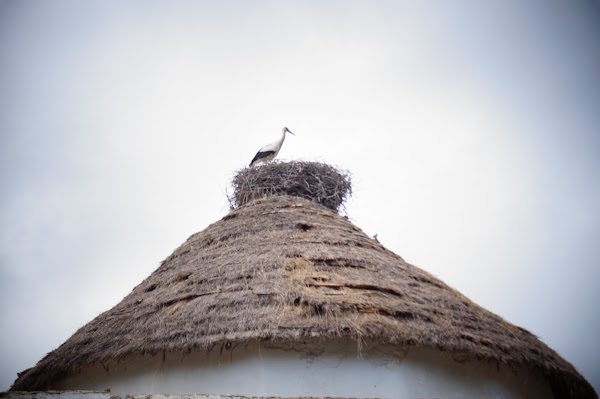 Stork | Project Noah