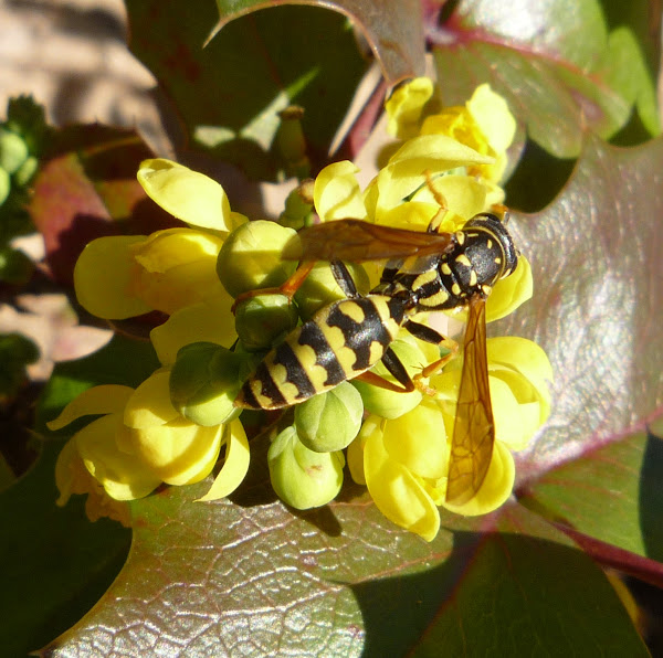 Avispa polistes | Project Noah