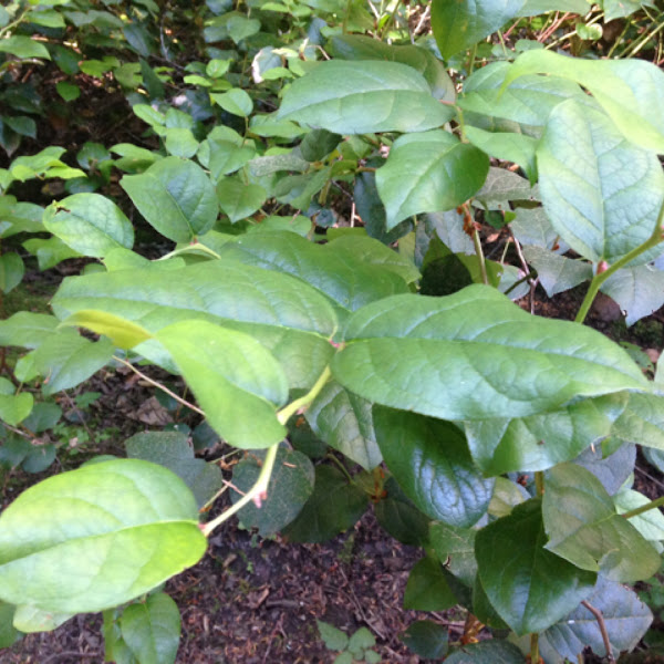 Salal | Project Noah