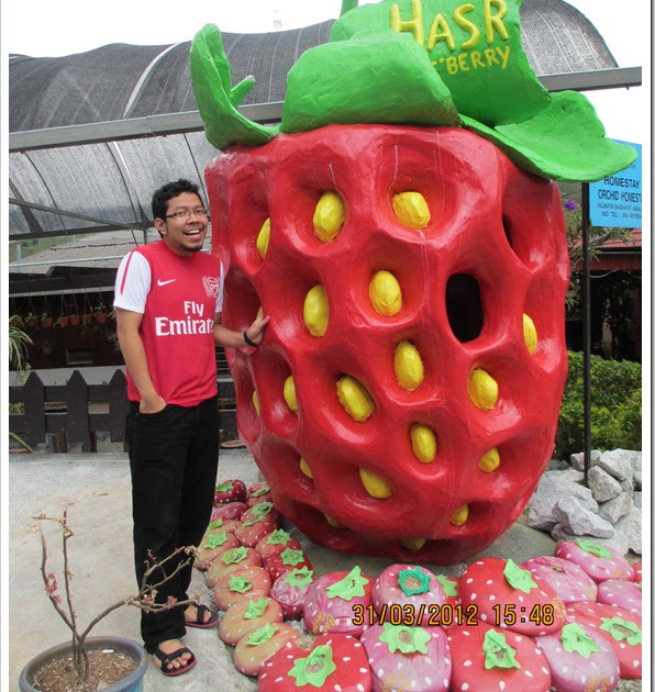 Yana Kama: Cameron Highlands: 30/3/2012-Opah Strawberries and Jam-Petik ...