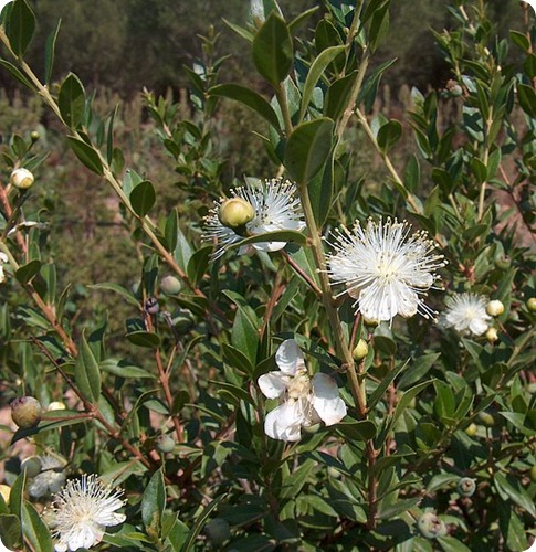 Il mirto è una pianta arbustiva tipica della macchia mediterranea ...