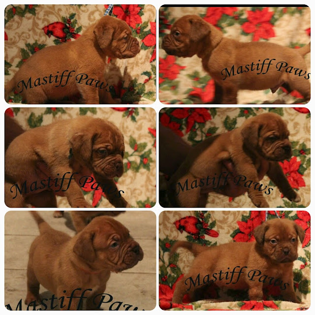 Mastiff Paws: French Mastiff Puppies for sale