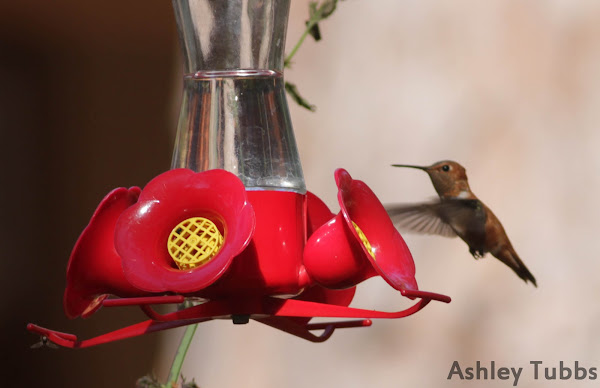 Rufous Hummingbird | Project Noah