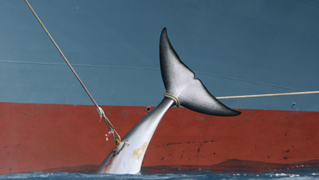Australia whaling case against Japan worth the gamble | Environment ...