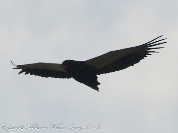Bateleur | Project Noah