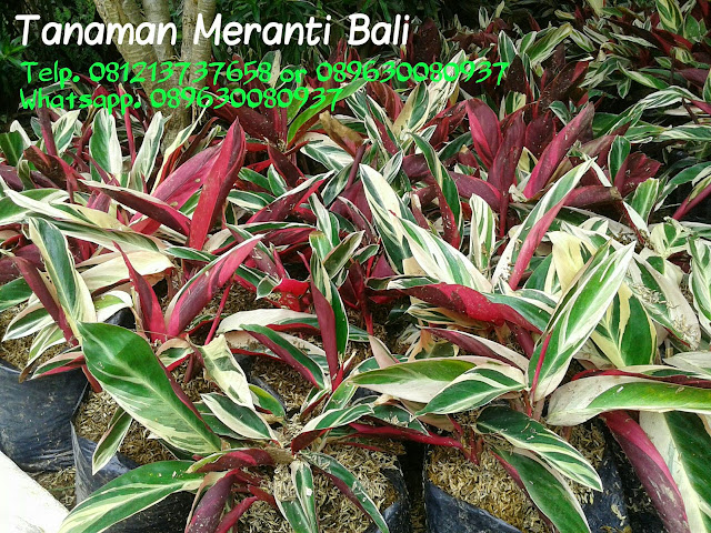 Tanaman Meranti Bali Merah | Jual Tanaman Meranti Bali Murah - Tukang ...