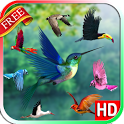 Flying Birds Live Wallpaper for Android - Free App Download